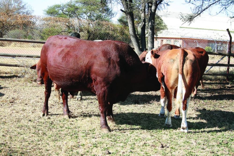 Tonota police register six livestock theft cases :: Mmegi Online