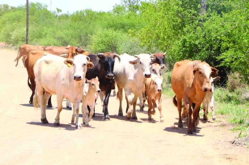‘Cattle rustling syndicate’ appears in court :: Mmegi Online