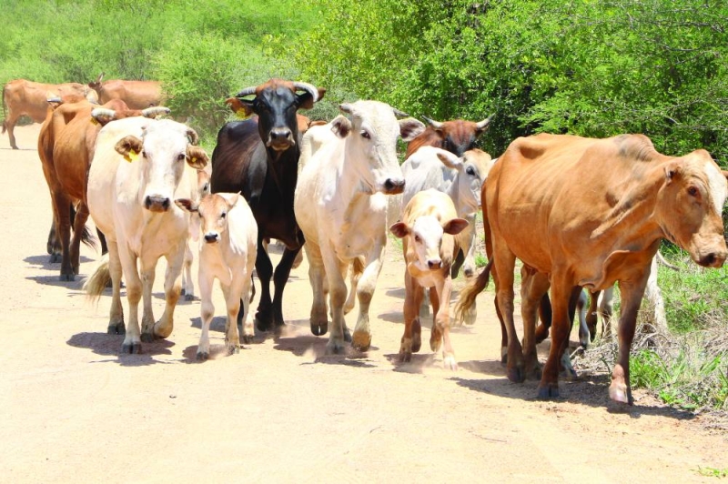 North East hit by cattle rustling :: Mmegi Online
