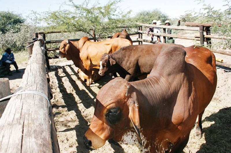 Suspected stock thieves caught red handed :: Mmegi Online