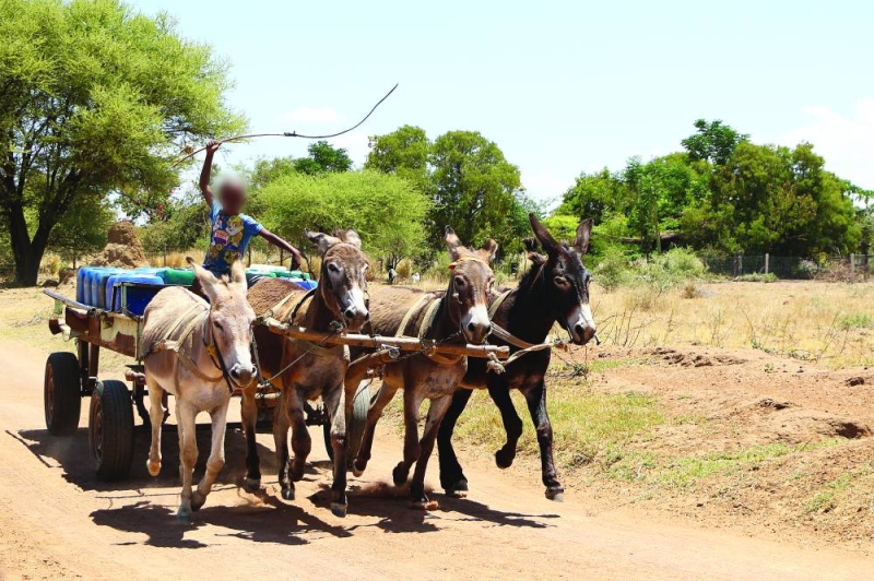 Mahalapye duo arrested for donkey rustling :: Mmegi Online