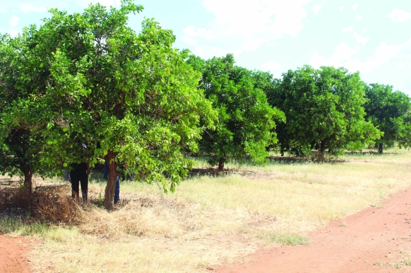 AR5 Farm diversifies to animal feeds :: Mmegi Online