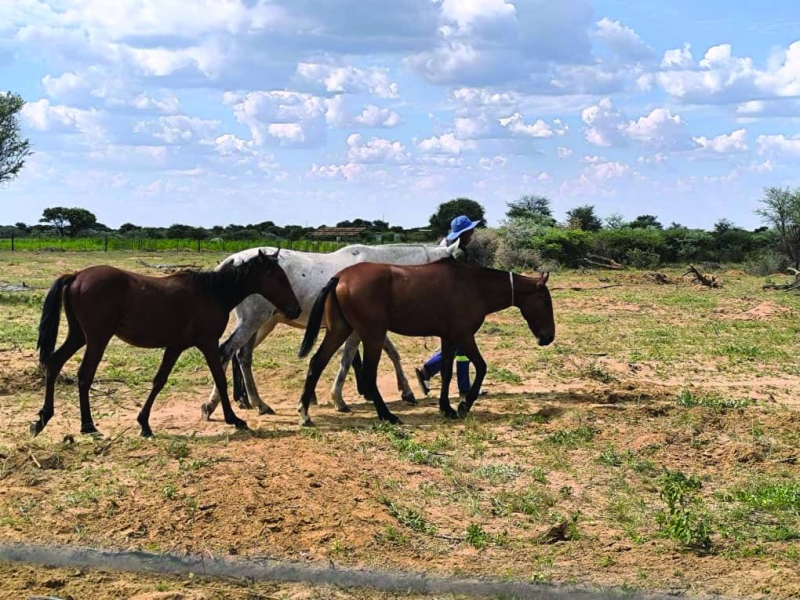 Mopako Adventure camp infuses farming into endless entertainment ...