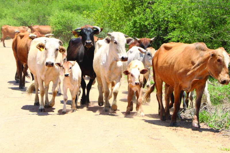 Four arrested for stock theft in Mahalapye :: Mmegi Online