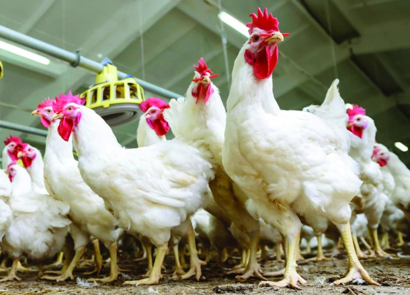 Poultry sector shake-up signals new era for citizen entry :: Mmegi Online