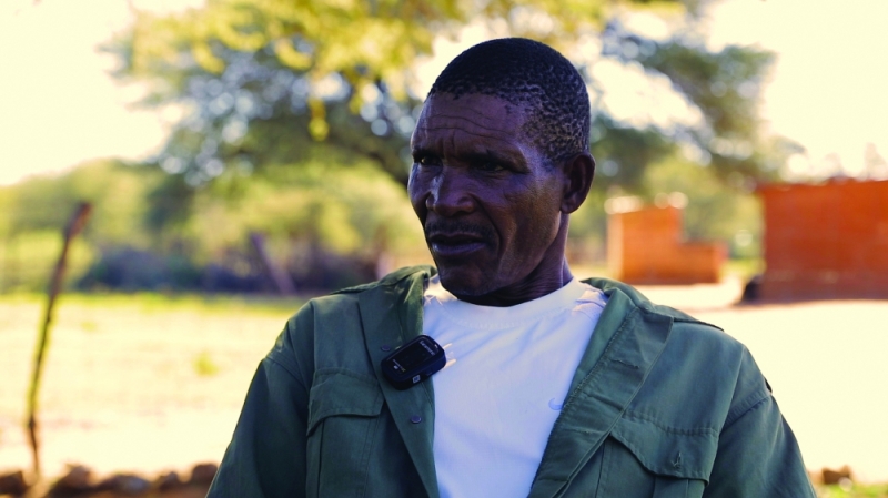 Farmer devastated as stray cow costs him 20 cattle :: Mmegi Online