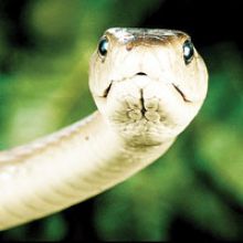 The Phika Is Real - Dept Of Wildlife :: Mmegi Online