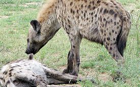 The hyena: the not-so-evil environment cleaner :: Mmegi Online