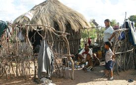 Anti-hunting laws kill Basarwa marriage :: Mmegi Online