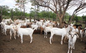 Govt to kill FMD infected goats and sheep :: Mmegi Online