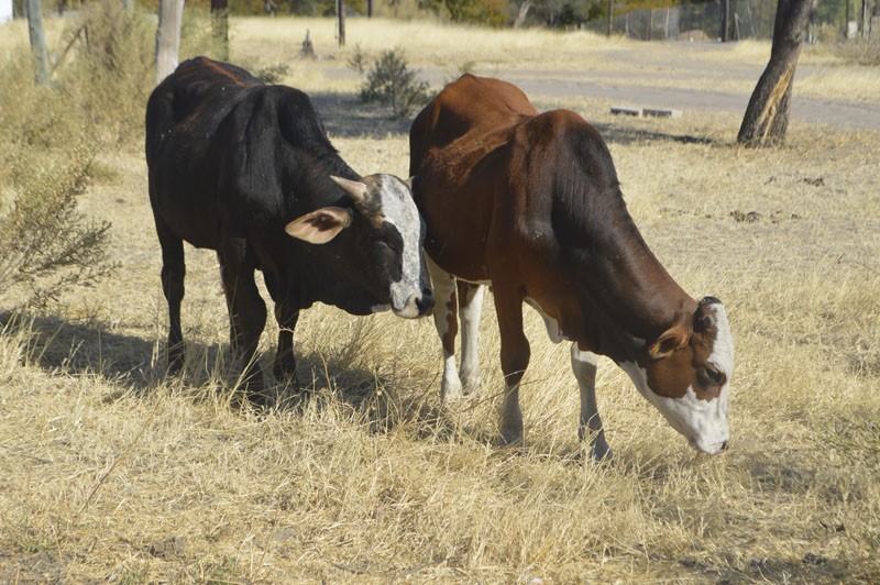 Ba re lenaneo la ESP ke lefela :: Mmegi Online