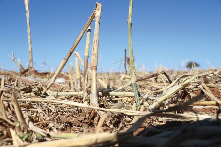 Will El Nino Return This Season Mmegi Online